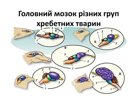 Презентація Практична робота №6 Порівняння будови головного мозку хребетних тварин