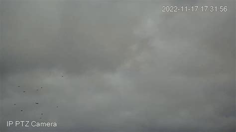 Drone Bandada Object Detection Dataset By Mario Hernandez