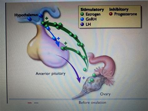 Chp HW Flashcards Quizlet
