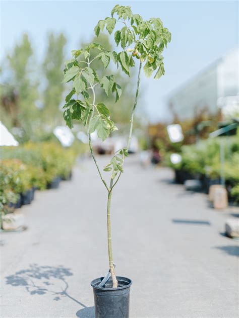 Maple Manitoba Dutch Growers Saskatoon