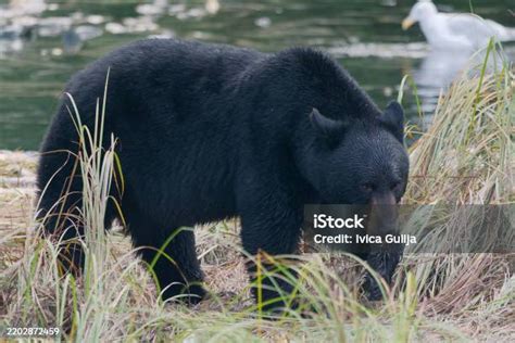 솔로몬 걸치 부화장에서 해안을 걷고 있는 흑곰의 클로즈업 사진 발데즈 알래스카 미국 강에 대한 스톡 사진 및 기타 이미지 Istock