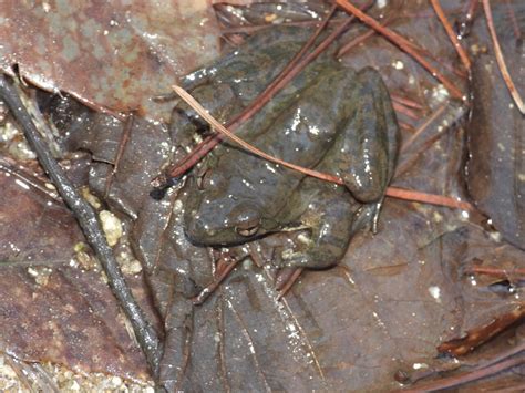 내가 직접 찍은 야생 개구리 사진 포텐 터짐 최신순 에펨코리아