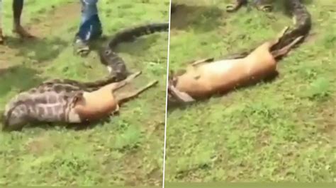 Python Eating Deer