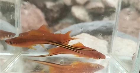 ปลาสอดหางดาบสีส้ม Ennxo