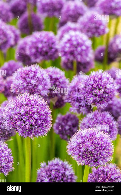 Cultivated Allium Flowers Allium Sativum Chelsea Flower Show London