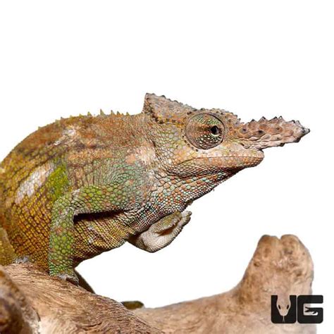Dwarf Fischers Chameleons Kinyongia Boehmei For Sale Underground
