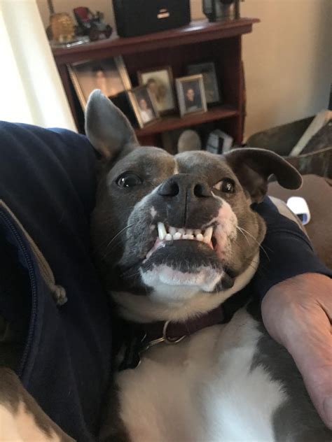 Good Girl Gracie Smiles For The Camera R Toofers
