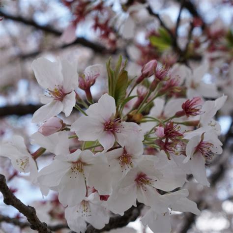 Phalida Boonkai Youtube