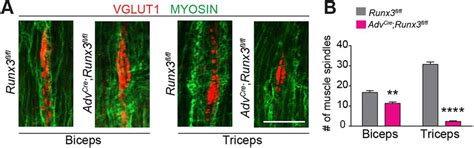 Muscle Specific Mss Deficits In Conditional Runx3 Mutants At Birth Ab Download Scientific