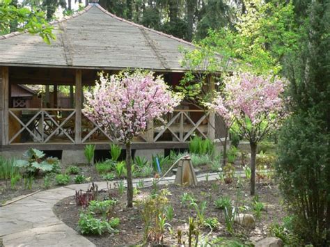 Как растет миндаль фото особенности роста посадка и уход за растением