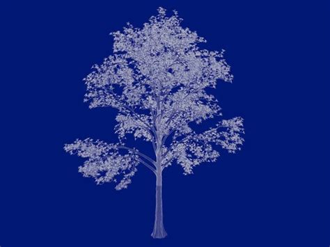 3d Rendering Of An Outlined Tree Blueprint Isolated On Blue Back