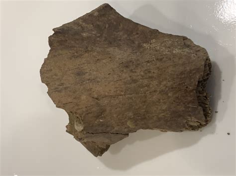 Dino Bones Fossil Id The Fossil Forum