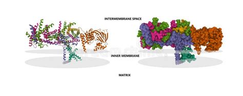 Structure Of The Human Mitochondrial Translocase Of Inner Membrane