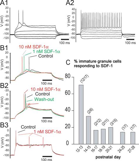 Immature Granule Cells Respond To Sdf 1 A Distinct Electrical Download Scientific Diagram