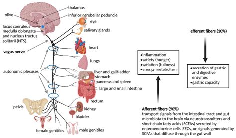 Neurotransmitters Diagram