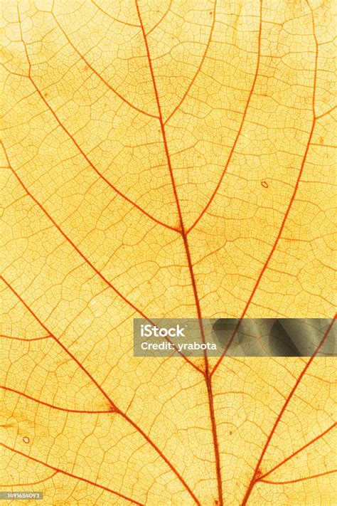 유기농 배경으로 가을 노란 느릅나무 잎 자연 질감의 매크로 사진 가을 색의 잎 질감은 정맥 가을 단풍 자연의 아름다움으로 닫힙니다 식물 디자인 벽지 10월에 대한 스톡 사진