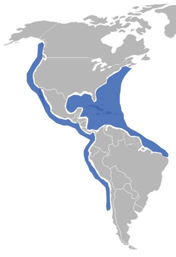 Brown Pelican The Animal Files