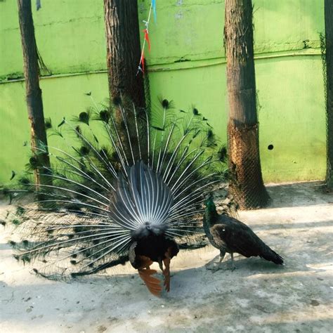 Peacock Behavior Study Images Free Download On Freepik