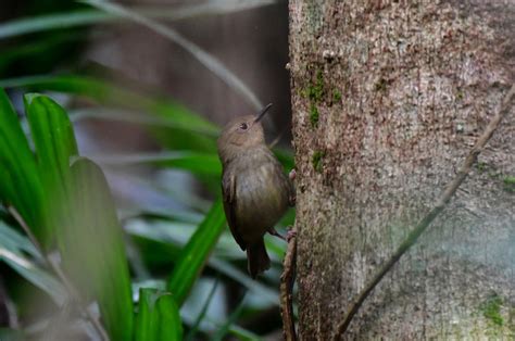 Large Billed Scrubwren From Kuranda Qld 4881 Australia On May 25 2024