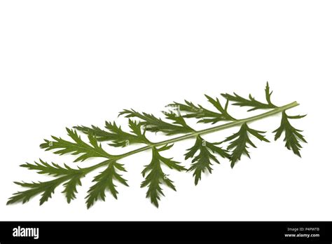 Leaf And Stem Of The Pyrethrum Flower Isolated On White Background