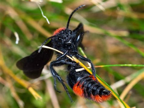 Cow Killer Dasymutilla Occidentalis