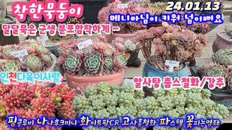 다육이사랑1메니아님 키운 묵둥이 분포함만원부터고급화분포함수연나나후크미니러블리로즈온슬로우퓨베센스알사탕춥스철화마블돌기금핑클루비데비철화블랙아이즈