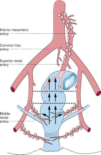 Superior Rectal Vein