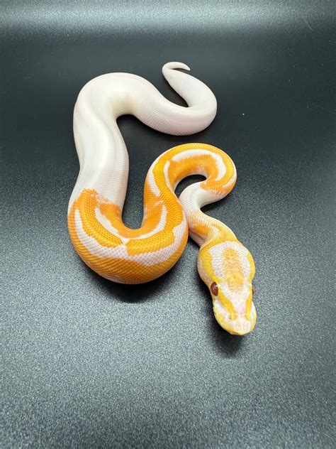 Dreamsicle Lavender Albino Pied Ball Python By Superlative Pythons
