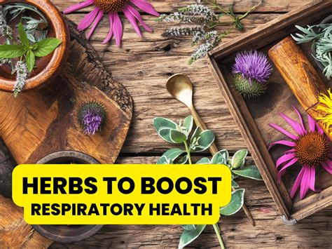 Herbs For Lungs 9 Powerful Herbs To Boost Respiratory Health Zeelyfe