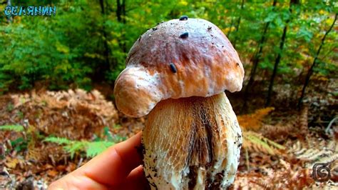 Жовтневий похід по гриби Золота осінь начинається 2018 Youtube