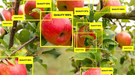 Fruit Grading Redefined The Impact Of Computer Vision