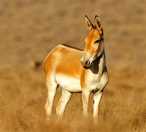 عکس خانوادگی گور ایرانی که پربازدید شد