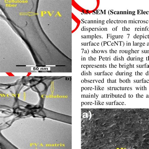 Sem Micrograph Of Composite Film Surface A 5 Mwcnt And Cellulose Download Scientific Diagram