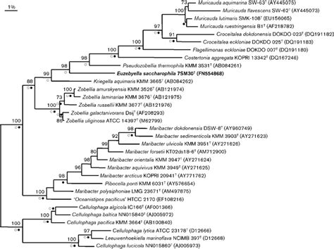 Maximum Parsimony Phylogenetic Tree Based On Almost Complete 16s Rrna
