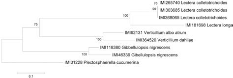 Ml Tree Of Gapdh Sequences Of A Subset Of The Strains Used For The Its