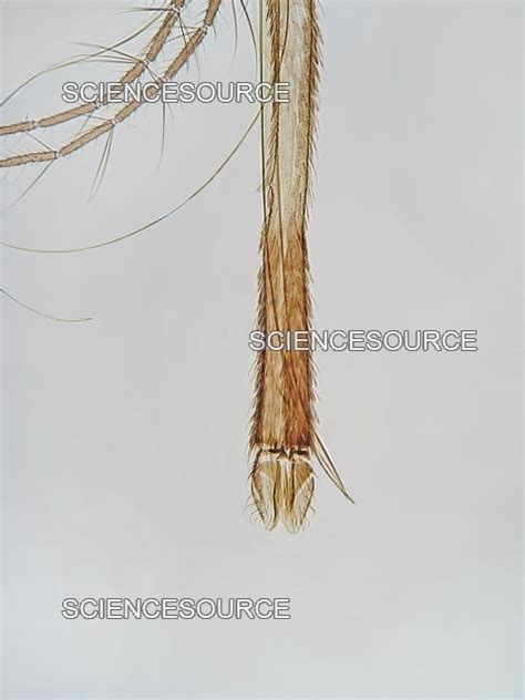 Light Micrograph Of Mosquito Proboscis Stock Image Science Source