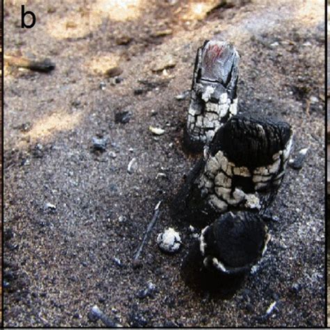 Biplot Of Multivariate Fuzzy Set Ordination Superponed With Cluster