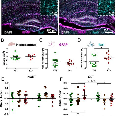 Myelin Phagocytosis By Microglia Shows Sex And Ide Dependent Effects Download Scientific