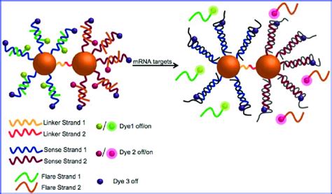 Scheme 1 Schematic Illustration Of The Multiplexed Nanoparticle Dimer Download Scientific