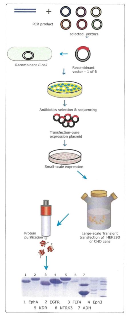 Recombinant Protein Production Full Article Bioprocessing Of