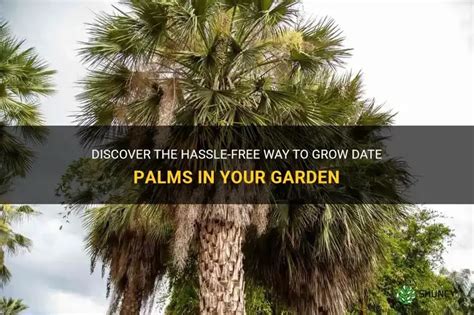 Discover The Hassle Free Way To Grow Date Palms In Your Garden ShunCy