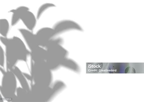 식물 나뭇잎 오버레이 효과의 그림자 흰색 배경에 현실적인 회색 그림자 제품 프리젠 테이션 사진 배경에 적용 가능합니다 태양 빛 3d 렌더링 0명에 대한 스톡 사진 및 기타