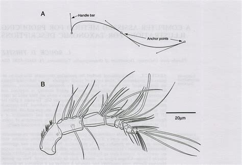 Figure 1 From A Computer Assisted Method For Producing Illustrations For Taxonomic Descriptions