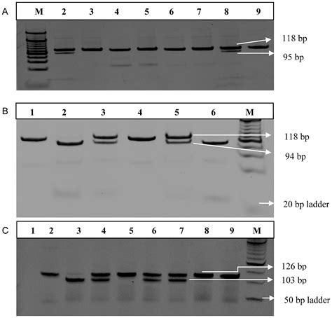 Restriction Fragment Length Polymorphism