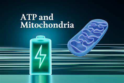The Hidden Engine Of Your Body How Atp And Mitochondria Drive Energy Iülabs Uk