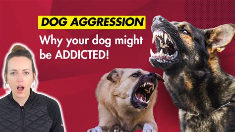 Understanding Dog Aggression Is It Rewarding And Addictive