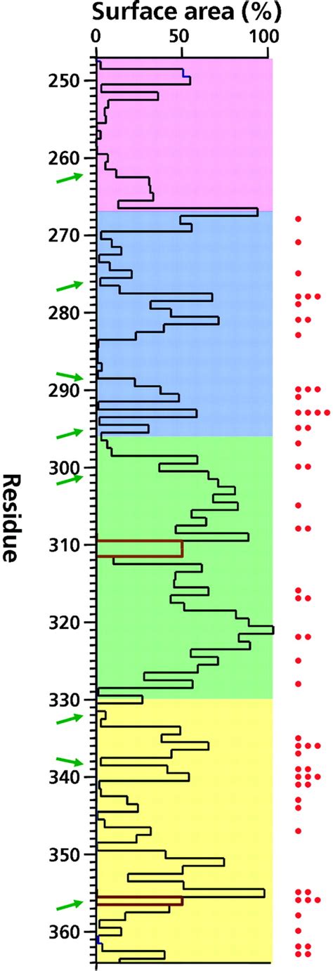 surface accessibility shown is an overlay of relative solvent