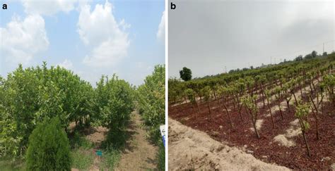 A Before And B After Heavy Pruning In Drip Irrigated Dense Guava Download Scientific Diagram