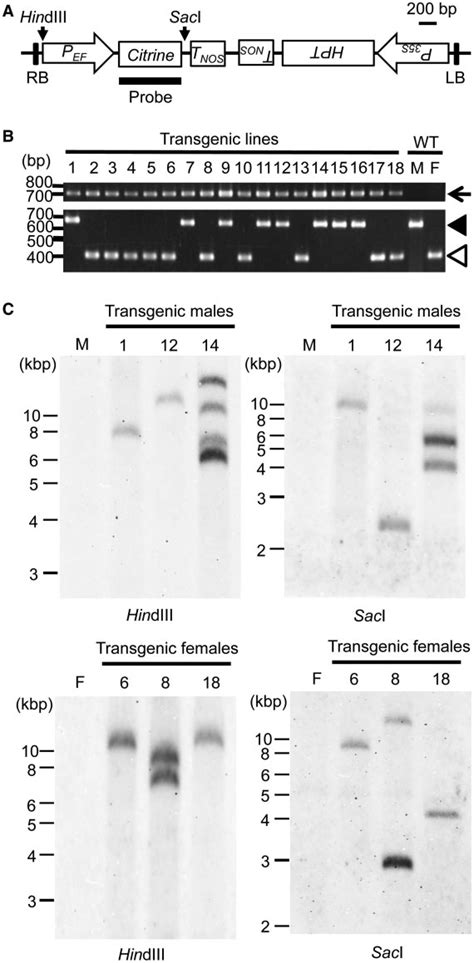 T Dna Integration Into The Genome A The T Dna Region Of The Binary Download Scientific