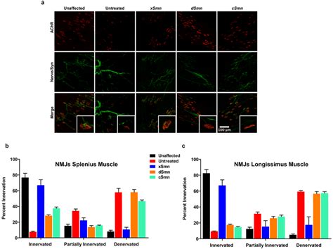 Neuromuscular Junction Pathology In Smn∆7 Mice After Delivery Of Smn Download Scientific